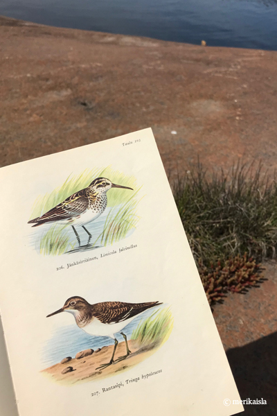 Merikaisla tuulessa : Minun kesälukemiseni: vanhat luontokirjat