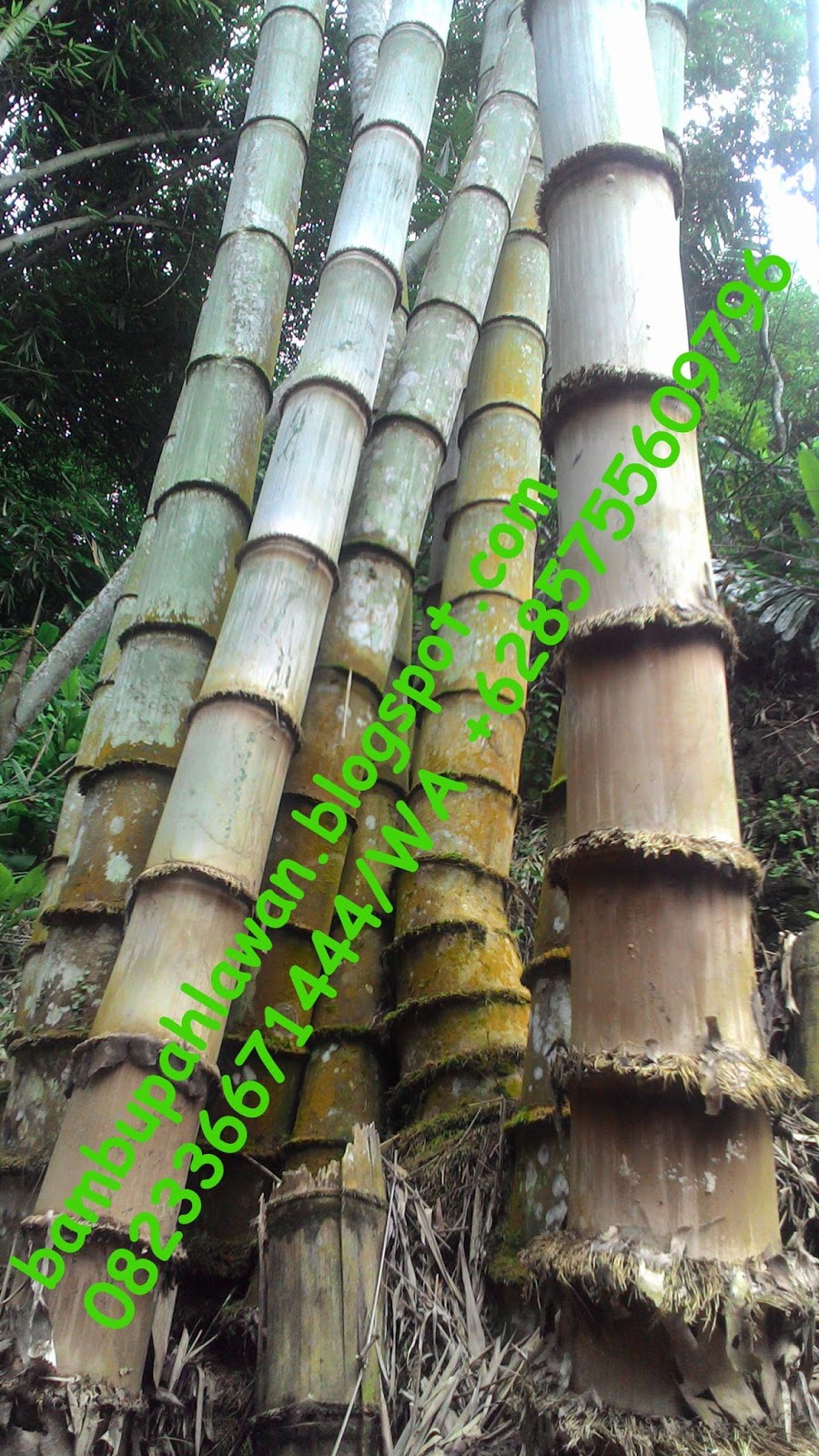 BAMBU PAHLAWAN: jual bambu banten jual sesek gedek banten Lebak ...