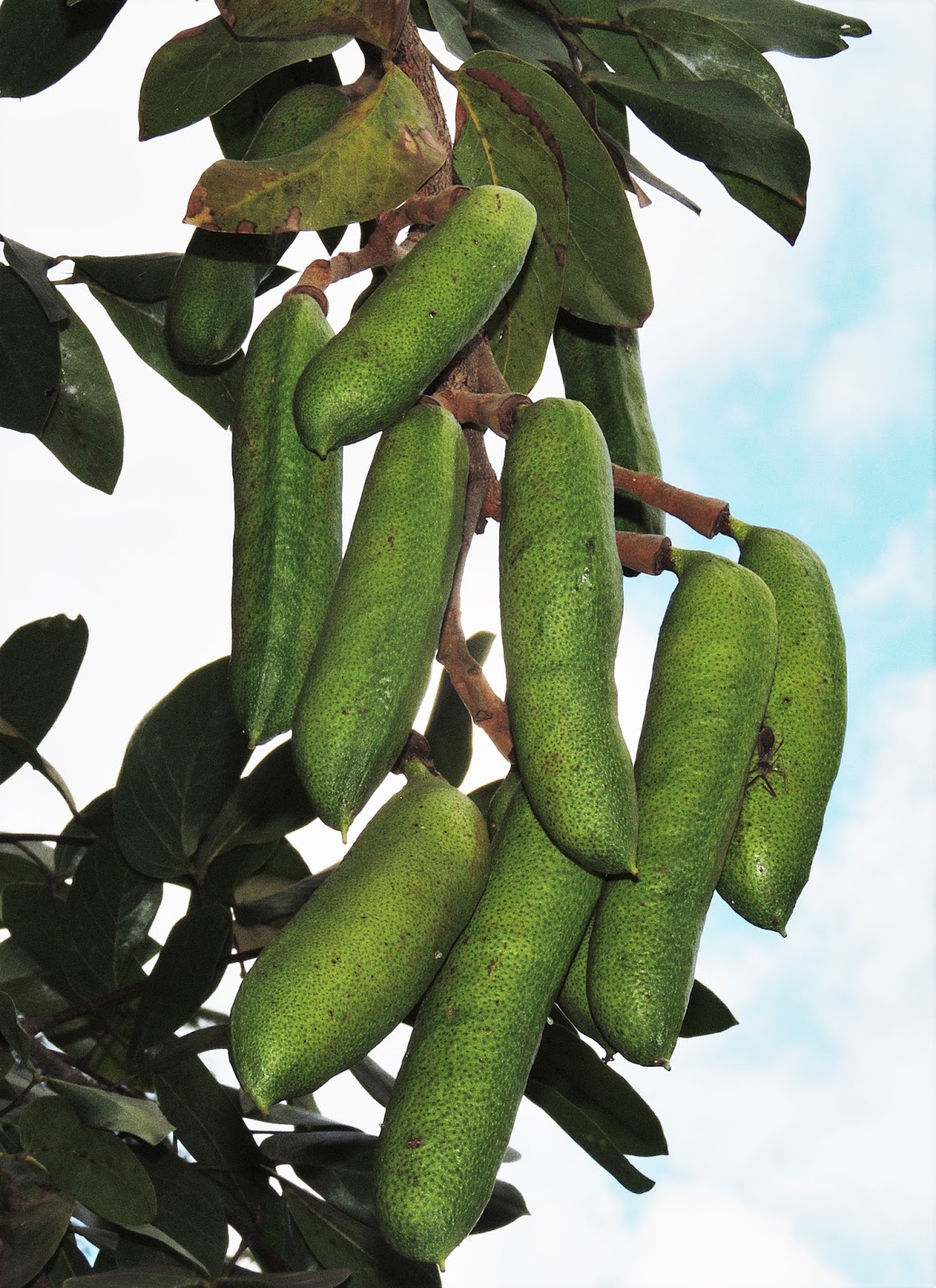 Fabaceae - Leguminosae no Brasil: Hymenaea