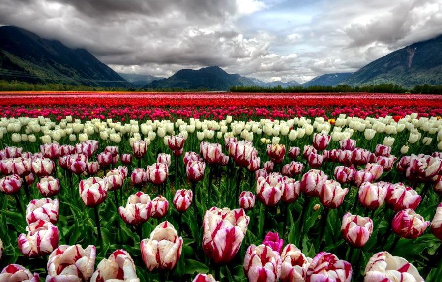 Keindahan Bunga dan Alam Semulajadi - Relaks Minda