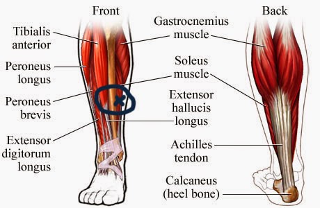 Part 3: Muscle and tendon related shin splints: A right pain in the ...
