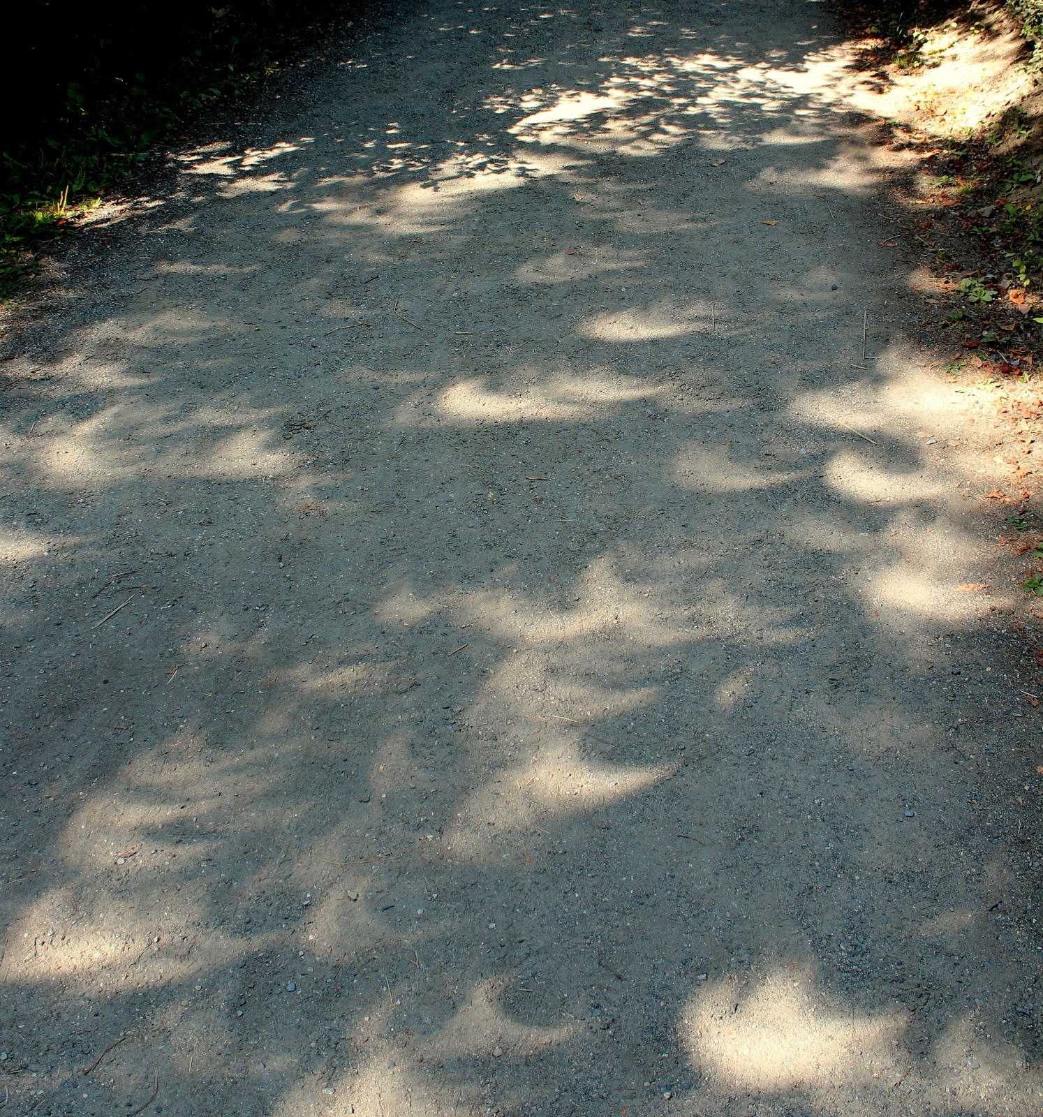 The Murray Chronicles : Eclipse-shape shadows appear on ground....