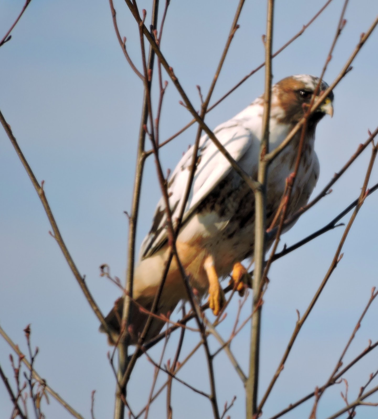 Scene Through My Eyes: Leucistic Red Tail Hawk