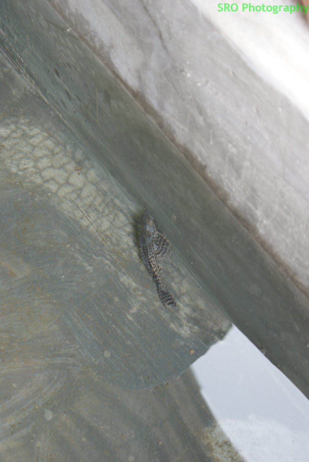 Ikan Bandaraya Putih Bandarayalove