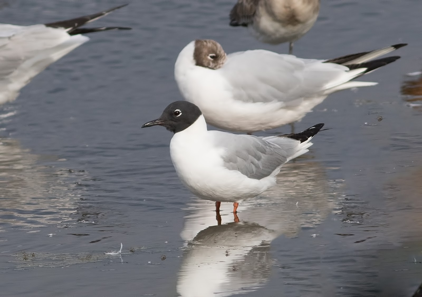 vaping mothman: BONAPARTES GULL
