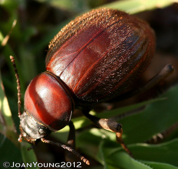 South African Photographs: Striped Toktokkie (Psamodes vialis)