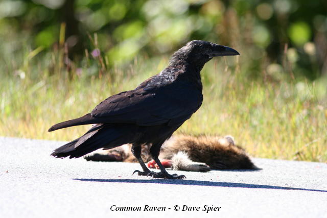 Adirondack Naturalist: Ravens