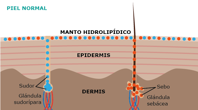 El rincón de la pecosa: LA PIEL