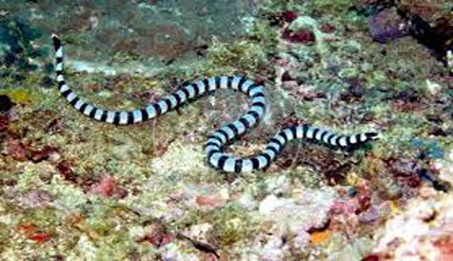 MENGENAL 6 ULAR LAUT PALING BERBISA DI INDONESIA