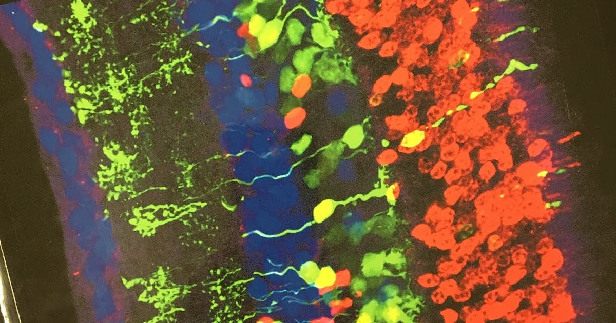 Intermediate Physics for Medicine and Biology: The Dimensionality of ...