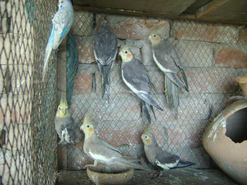 Cocktail Parrots For Sale In Lahore - Pets For Sale In Pakistan