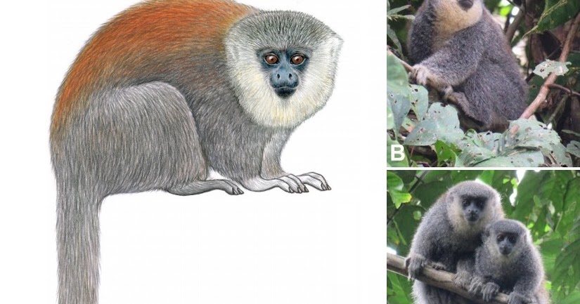 Species New to Science: [Mammalogy • 2019] Plecturocebus parecis • A ...