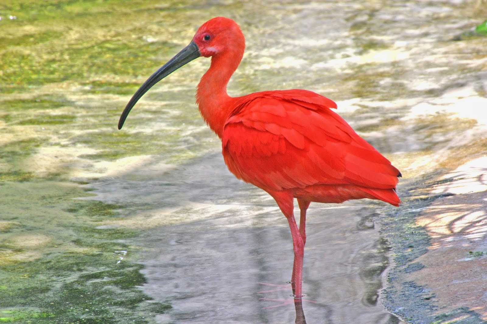 World Bird Sanctuary: Bill Size and Shape