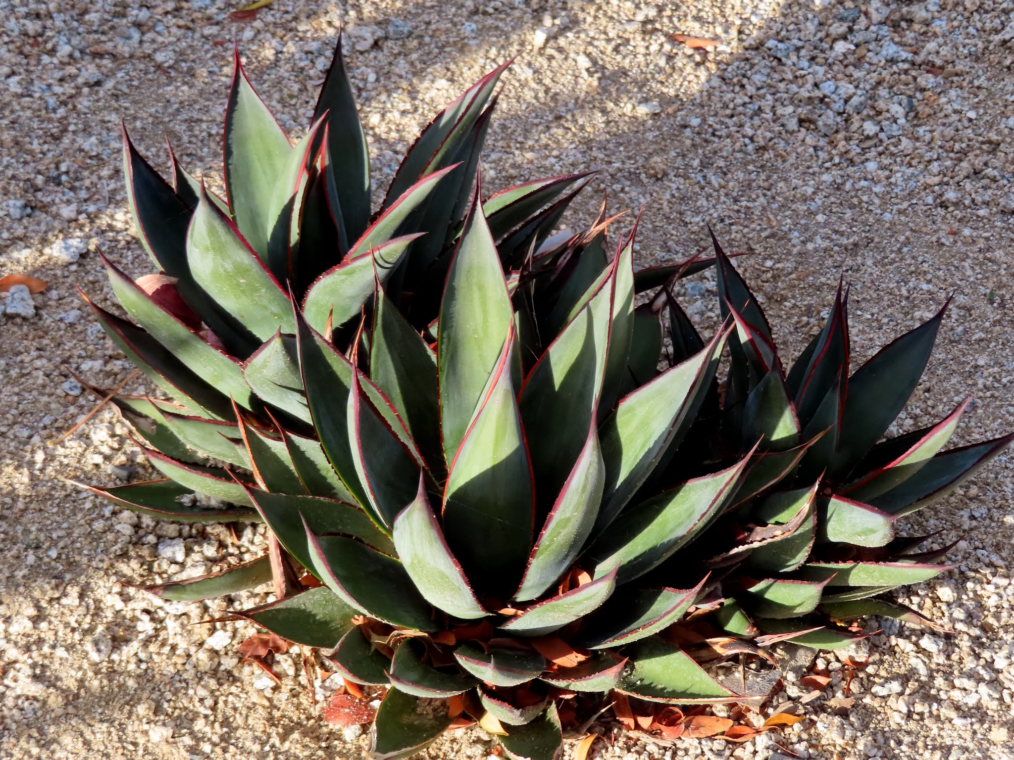 danger garden: Taco Time agaves...