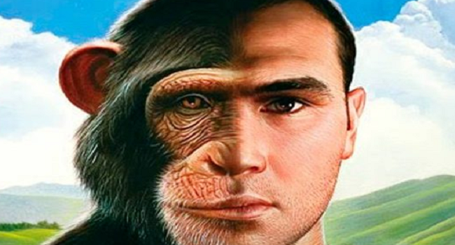 Científicos crean embriones con mezcla de mono y humano