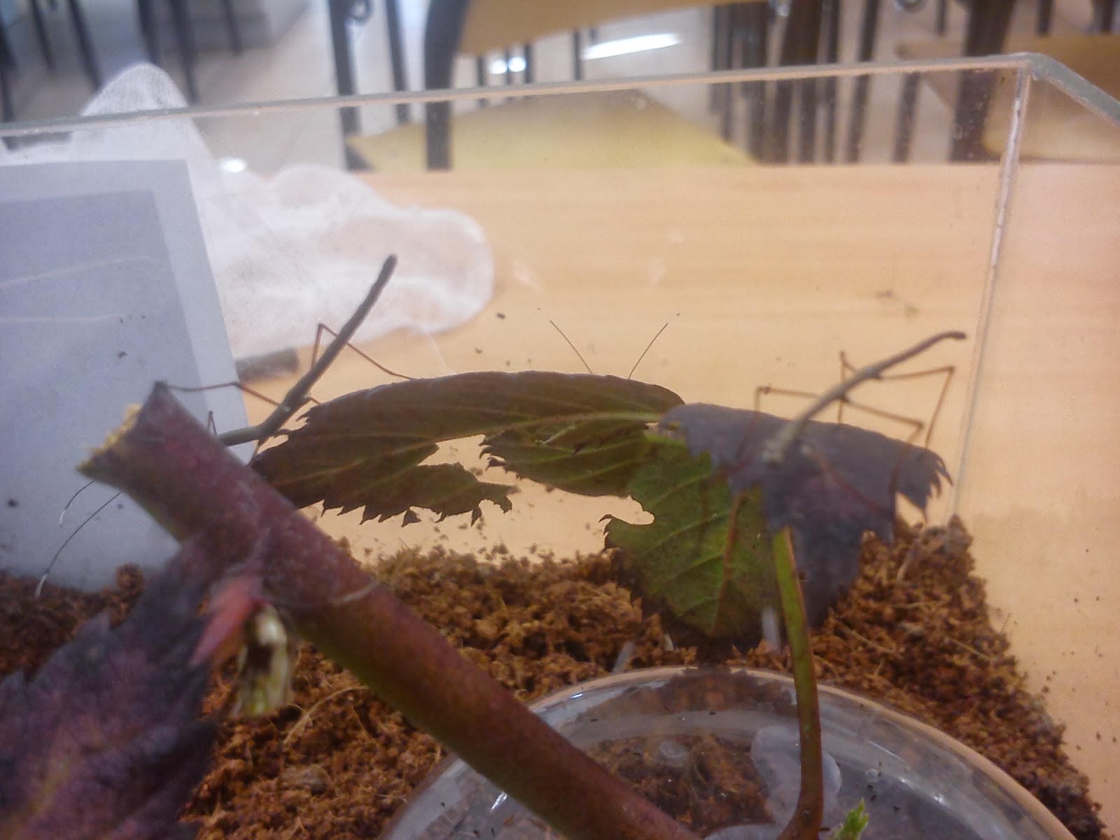 Straszyki i Patyczaki - fascynujące zwierzęta nocne