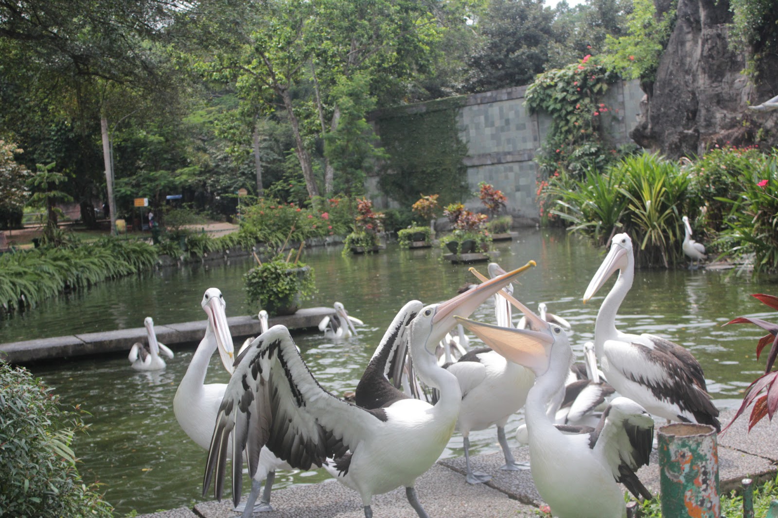 Burung Pelikan Makan Ikan