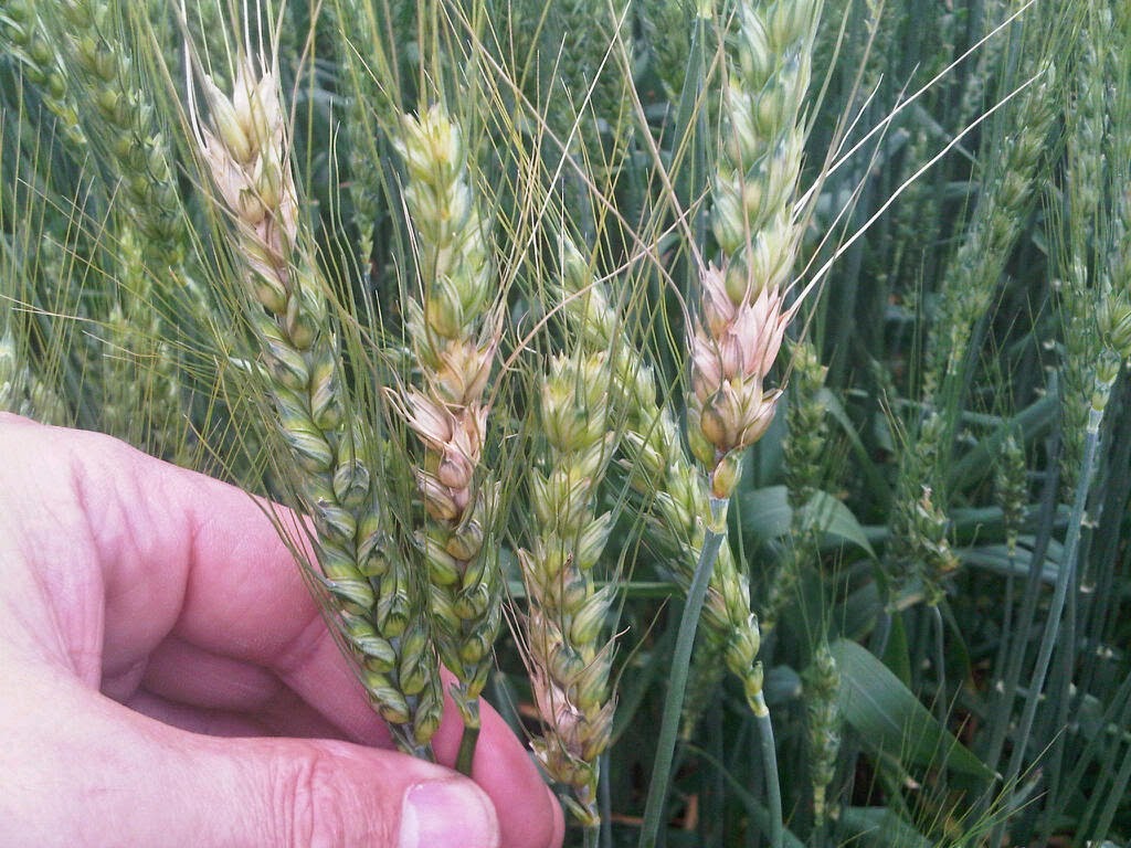 Grain Crops Update: Wheat Disease Management for 2015 Starts Now