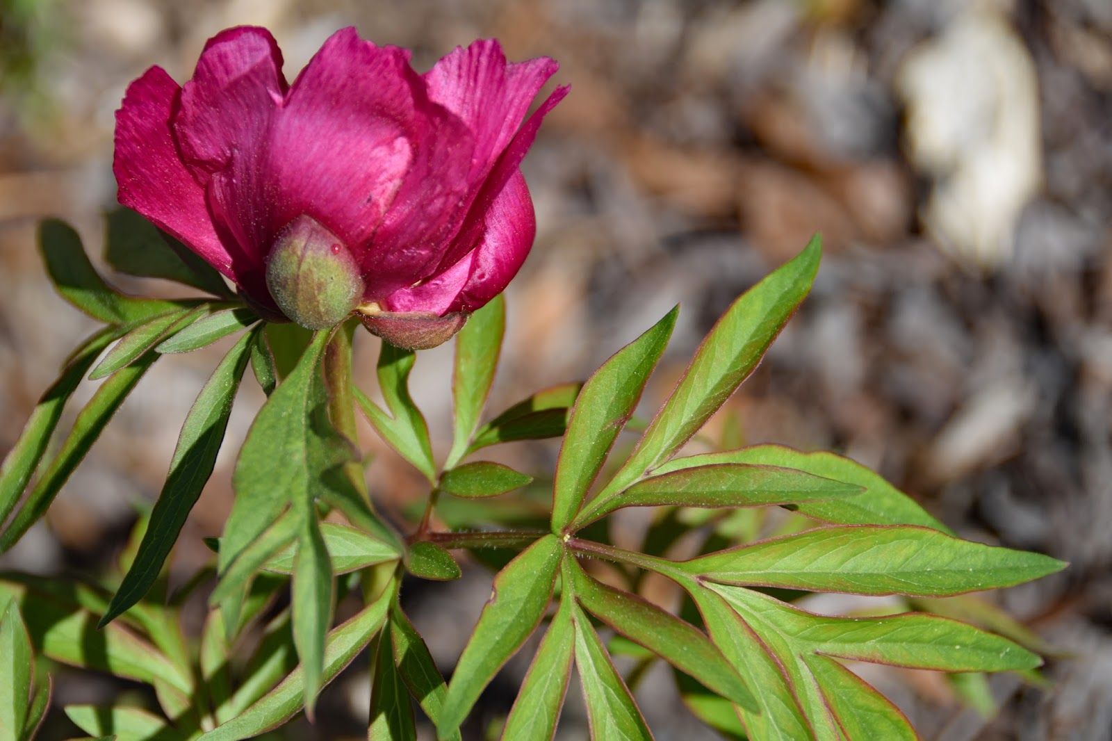 Southern Peony: 2017 Peony Blooms Week 1 Very Early