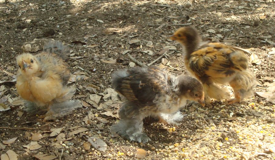 Tiny Chickens: Mille Fleur Cochin Bantams - 3 weeks old July 17