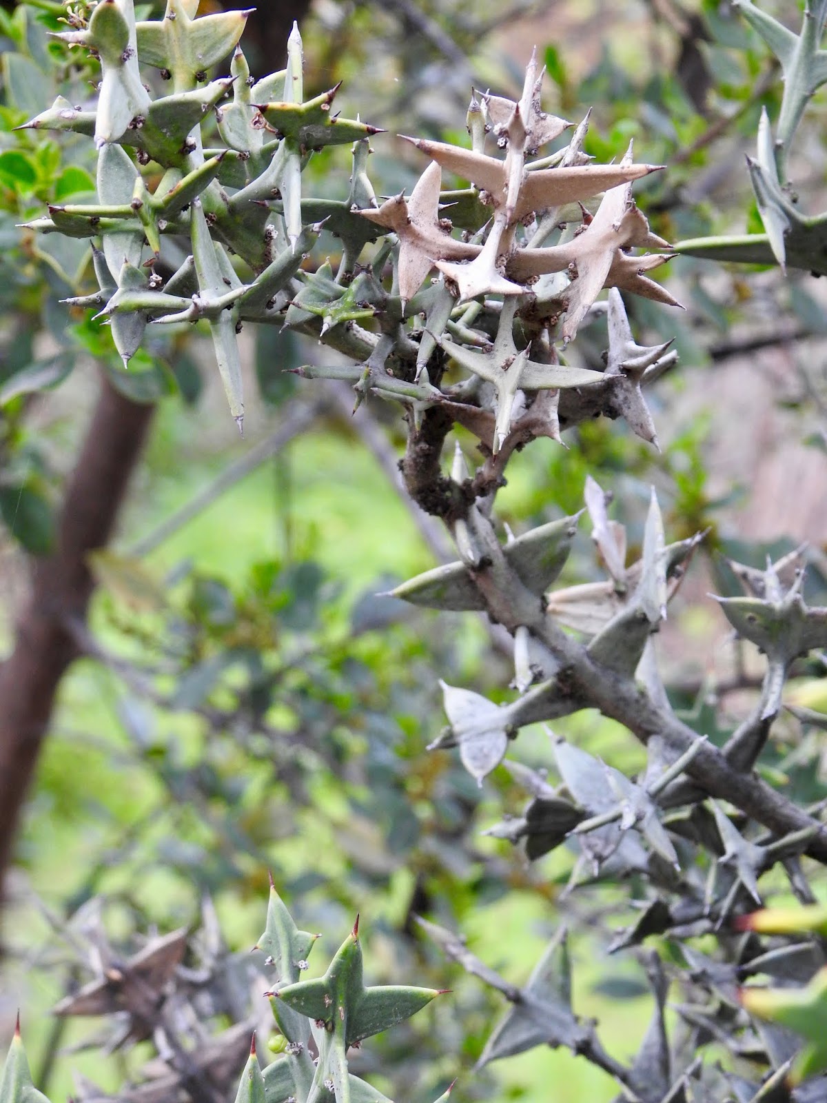 Anchor Plant - Colletia paradoxa