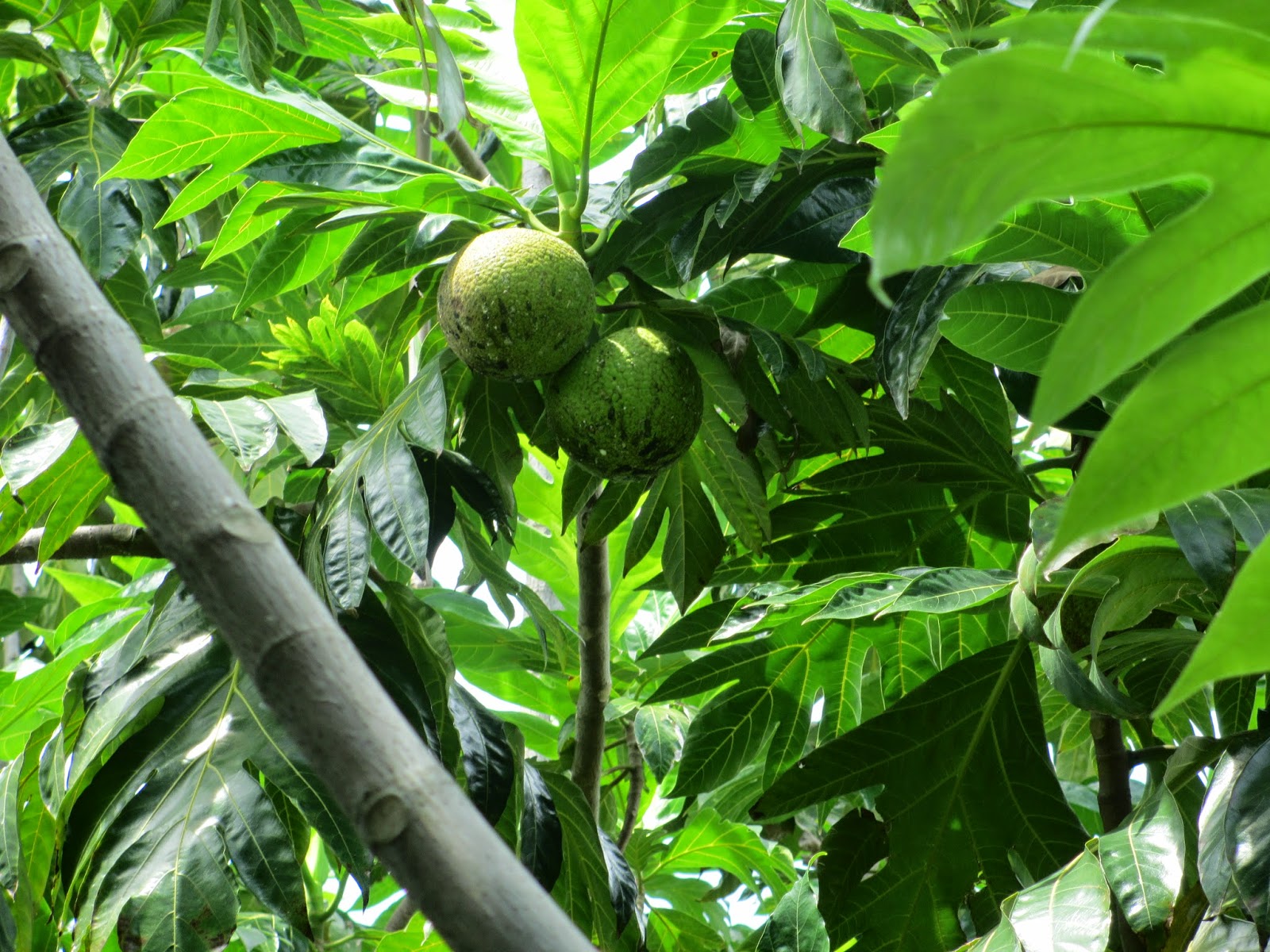 theperanakanconnection: Buah sukun goreng ( Breadfruit fritters )