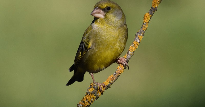 Birding Catalunya: Verdum (Chloris chloris)