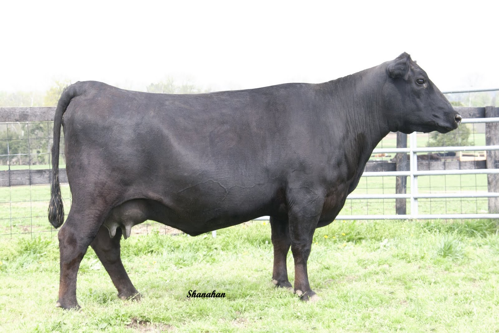 Executive Sires, Inc.: Photo & Video of the Dam of our new Fast Track ...