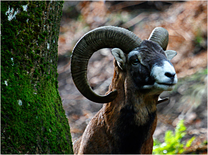 FOTO NATURA HUESCA 2: MUFLÓN ovis orientalis musimon Peter Simon Pallas ...