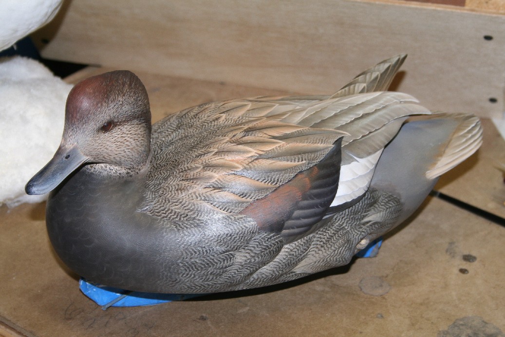 New England Coastal Birds: North Atlantic Blue, Mid Atlantic Gray and ...