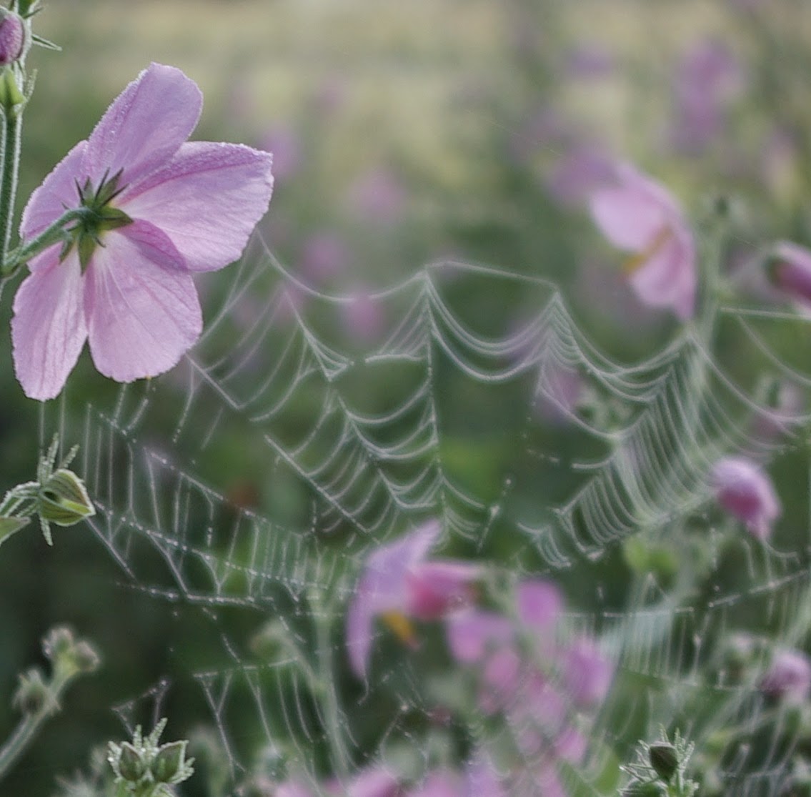 sweetbay: Blooming Friday -- This Week's Favorites