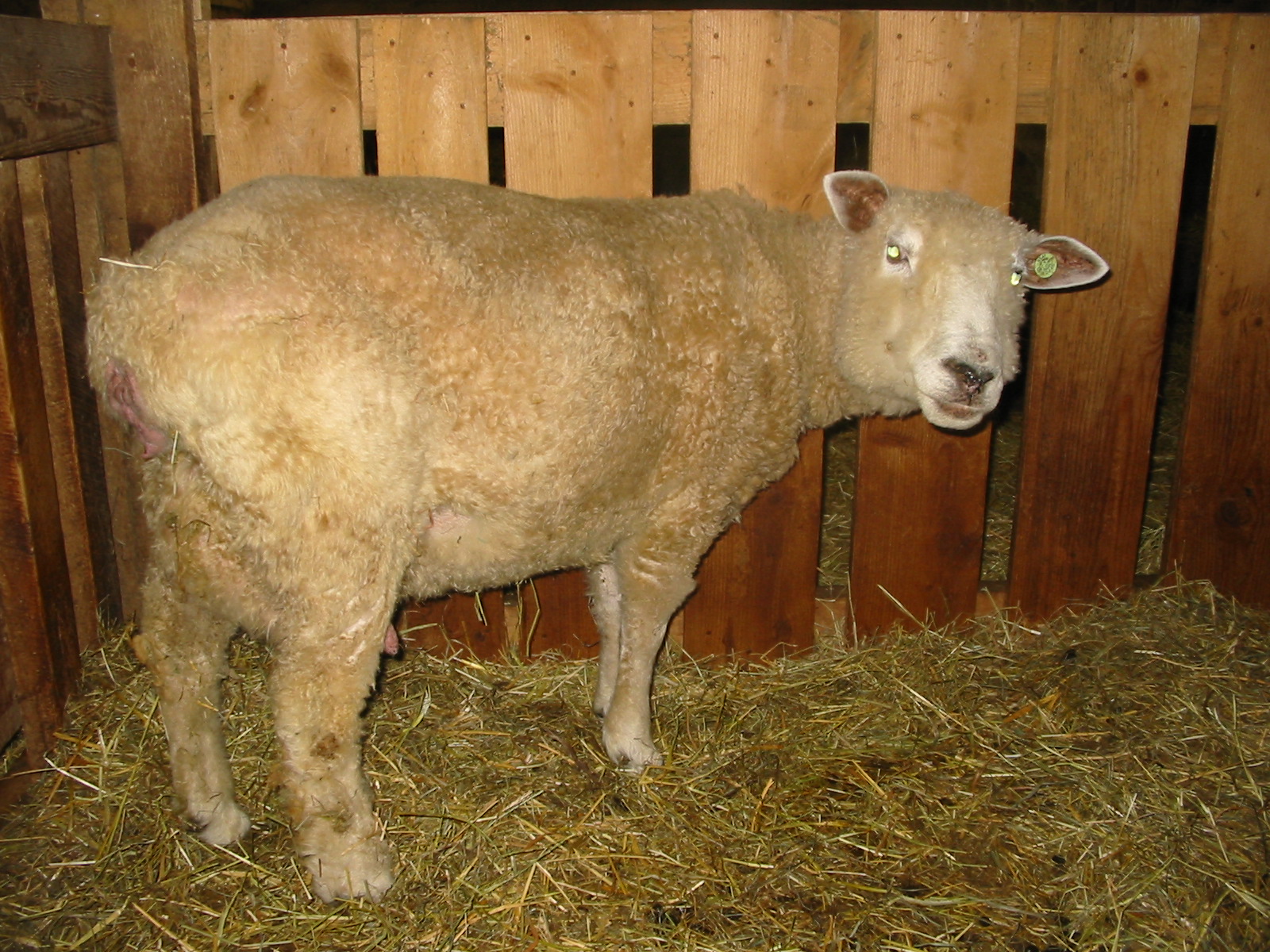 Knee Deep in Sheep: April 2012