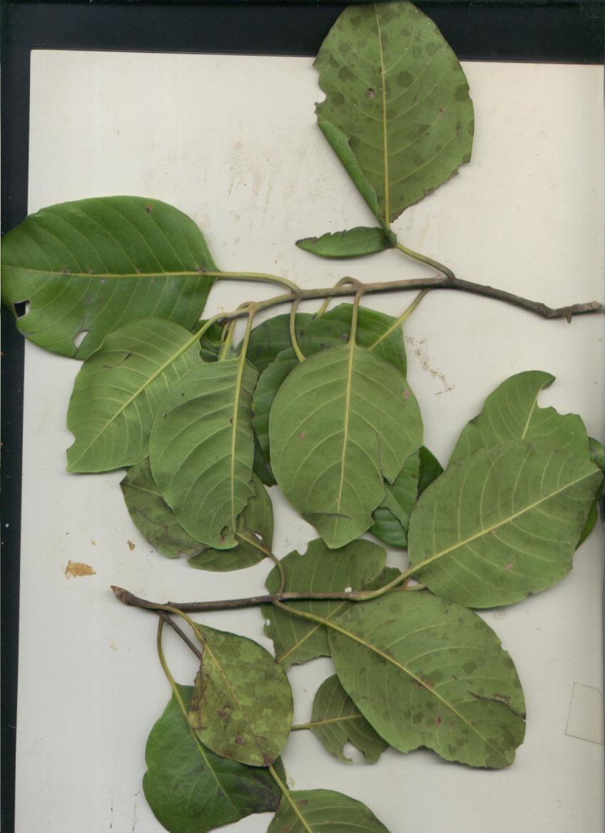 PLANT FAMILIES OF PUERTO RICO AND FLORIDA PAPO VIVES: NYCTAGINACEAE NÚM ...