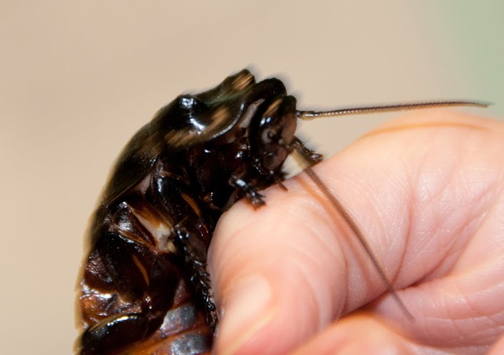 Pacific Science Center Life Sciences: Cockroach Spit