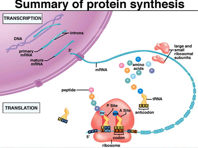Grade 12: SEMESTER 2 - Chapter 1 - NUCLEIC ACIDS & PROTEIN SYNTHESIS