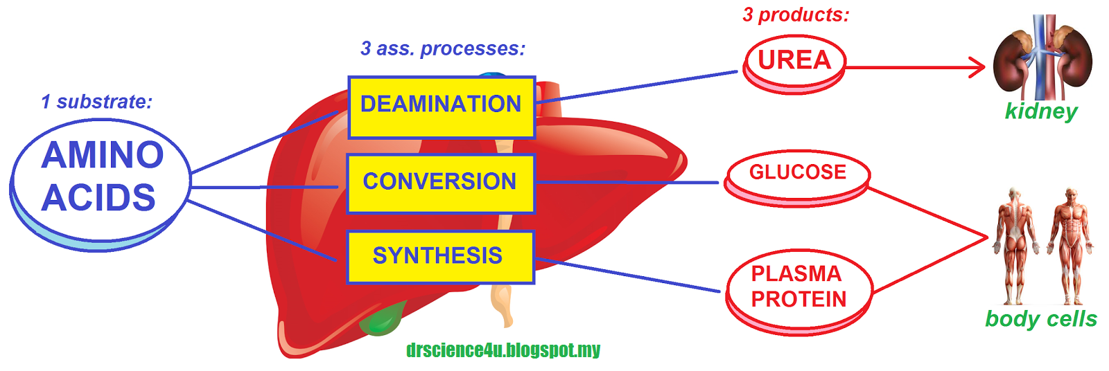 Your No.1 Science Solution Blog: Super Easy Diagram + Teknik Menjawab ...