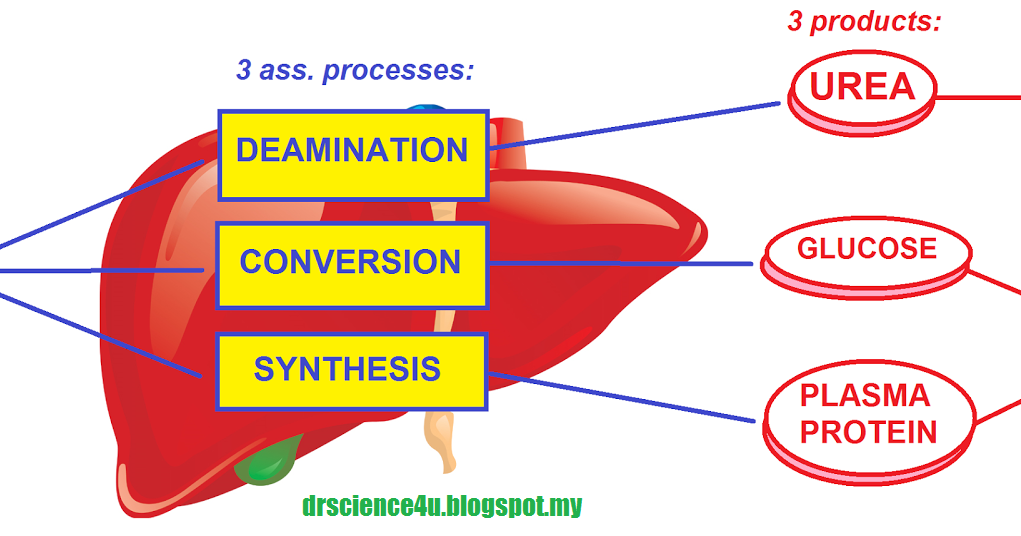 Your No.1 Science Solution Blog: Super Easy Diagram + Teknik Menjawab ...