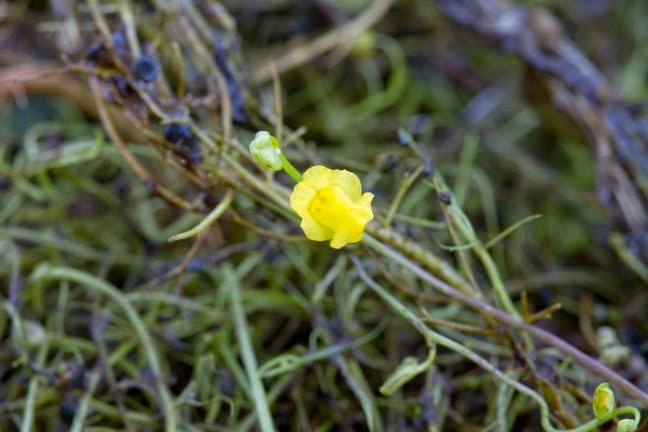 Flora de Puerto Rico Ilustrada Papo Vives: LENTIBULARACEAE UTRICULARIA ...