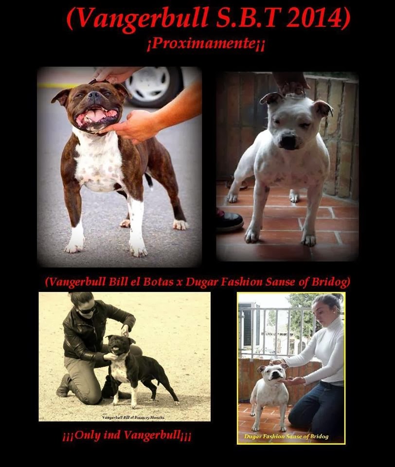 Vangerbull Staffordshire Bull terrier linea sudafricana : Owenstaff ...