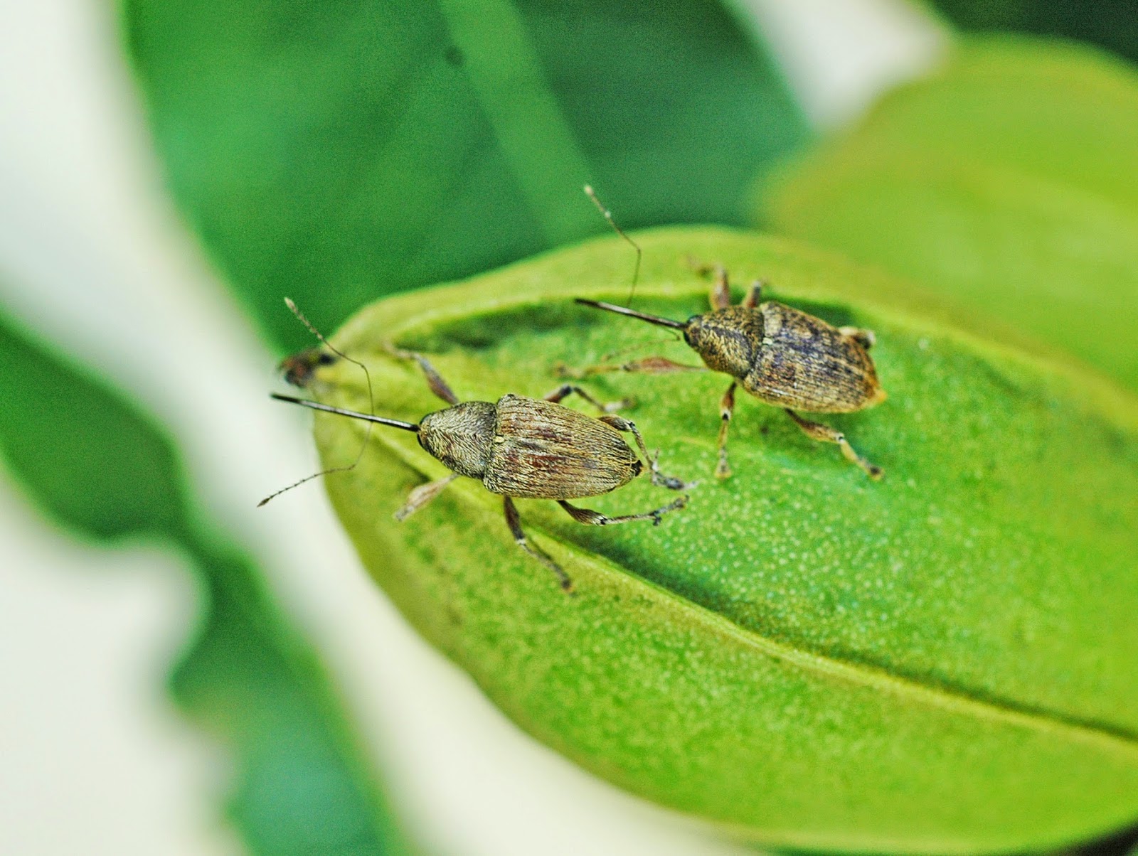 Northern Pecans: Spraying to control pecan weevil