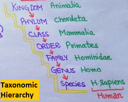What is the Taxonomic Hierarchy?