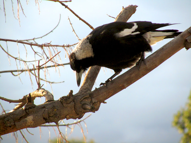 Daily Photo Canberra: Magpie