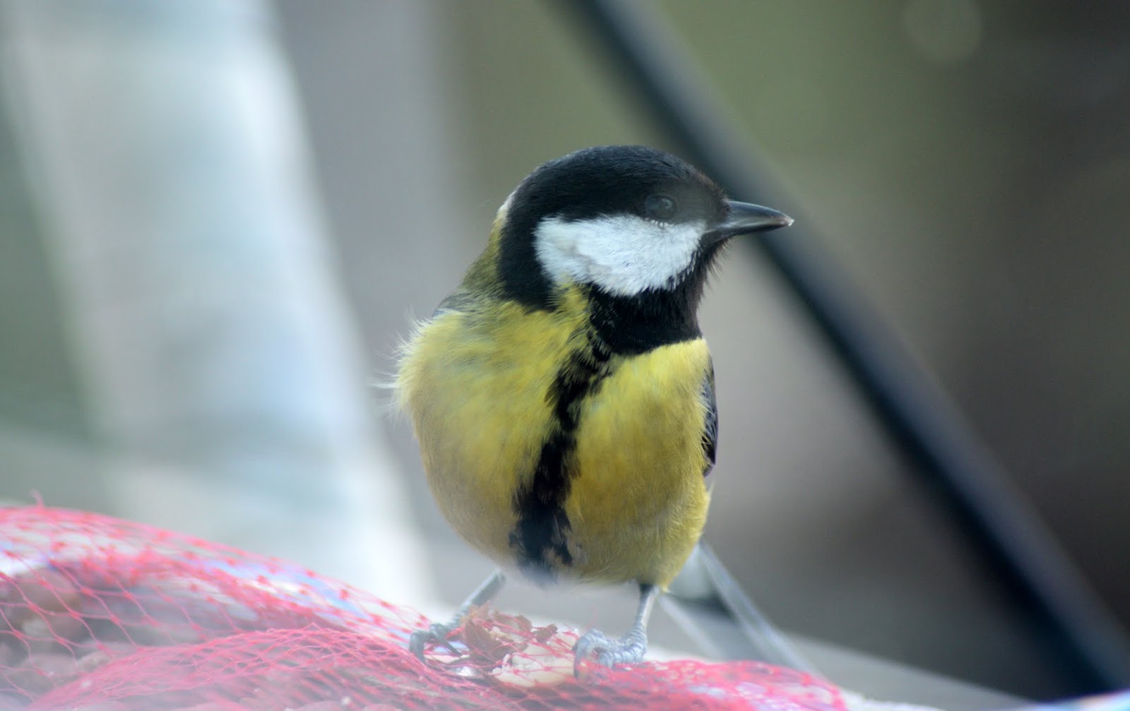 Frumusetile naturii: Pitigoi mare (Parus major)