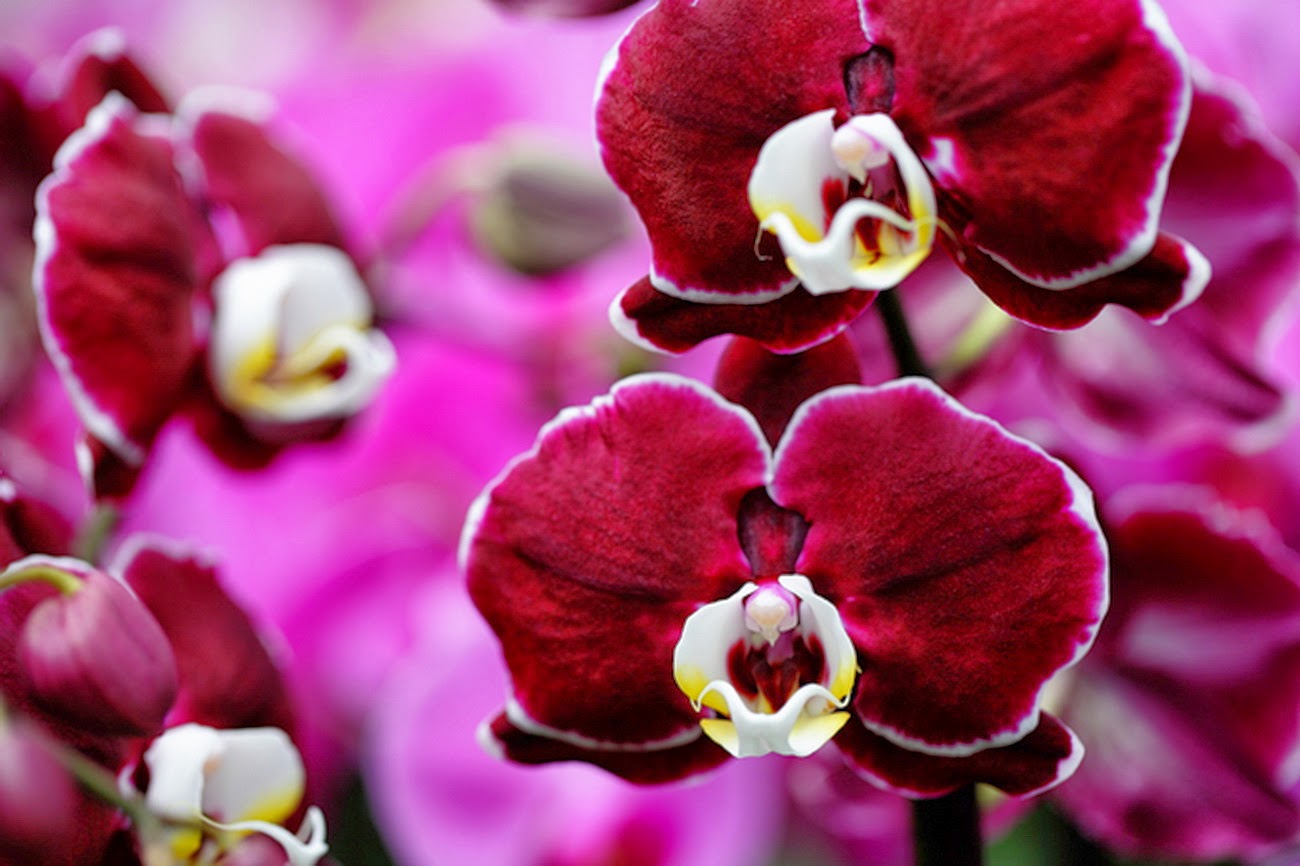 Watchful Eye of Venus: "Radiant Orchid" ,...intriguing the eye and ...