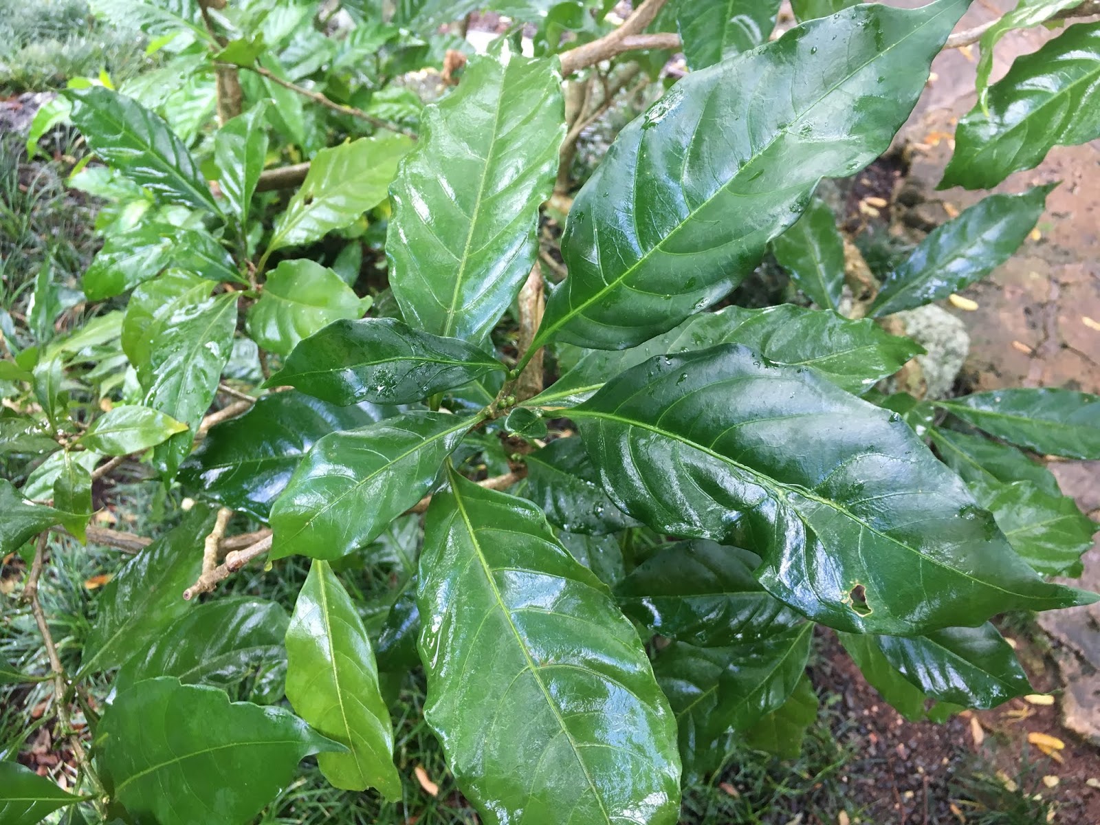 Tabernaemontana divaricata (Crepe Jasmine)