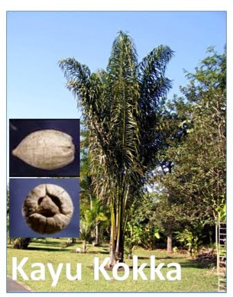 wong edan mangan kaleng bodol.: KHASIAT dan MANFAAT KAYU KOKKA / KAUKAH ...