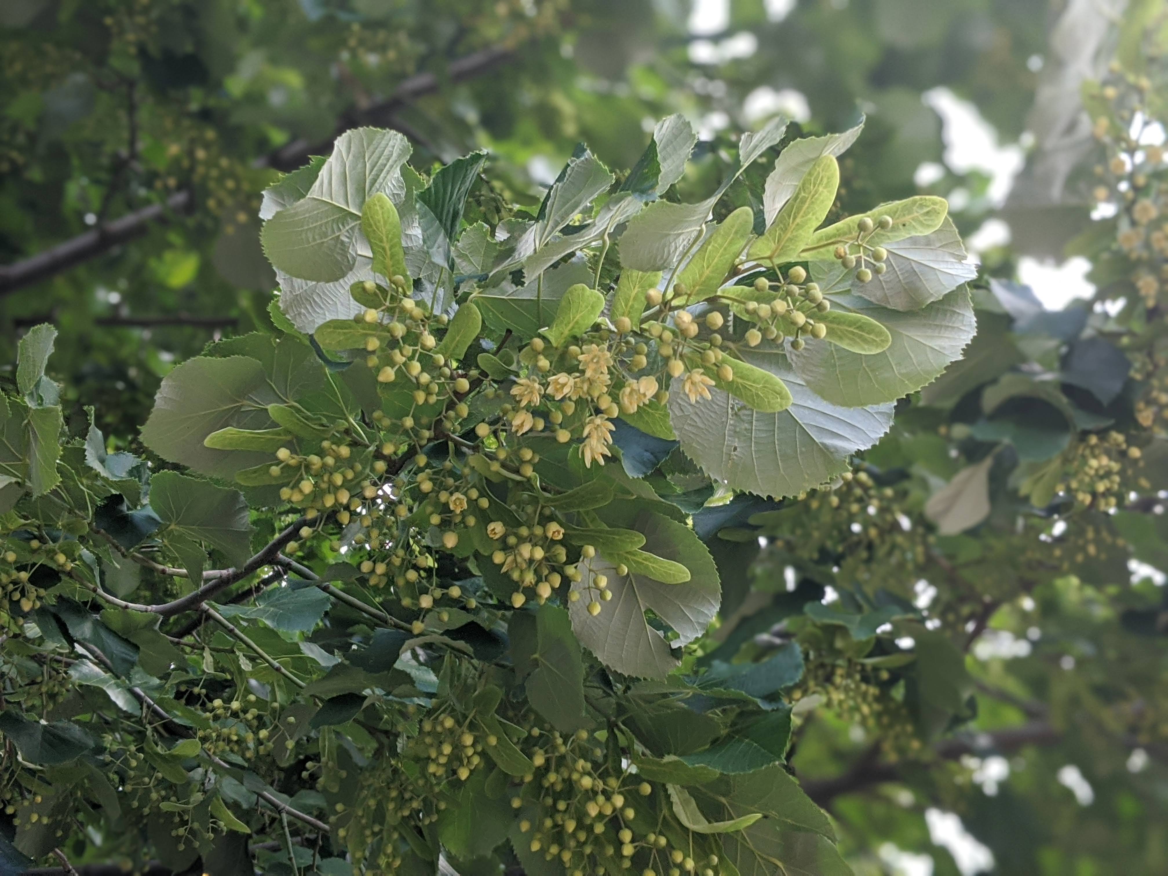 Balkan Ecology Project : Trees with Edible Leaves for Forest Gardens ...
