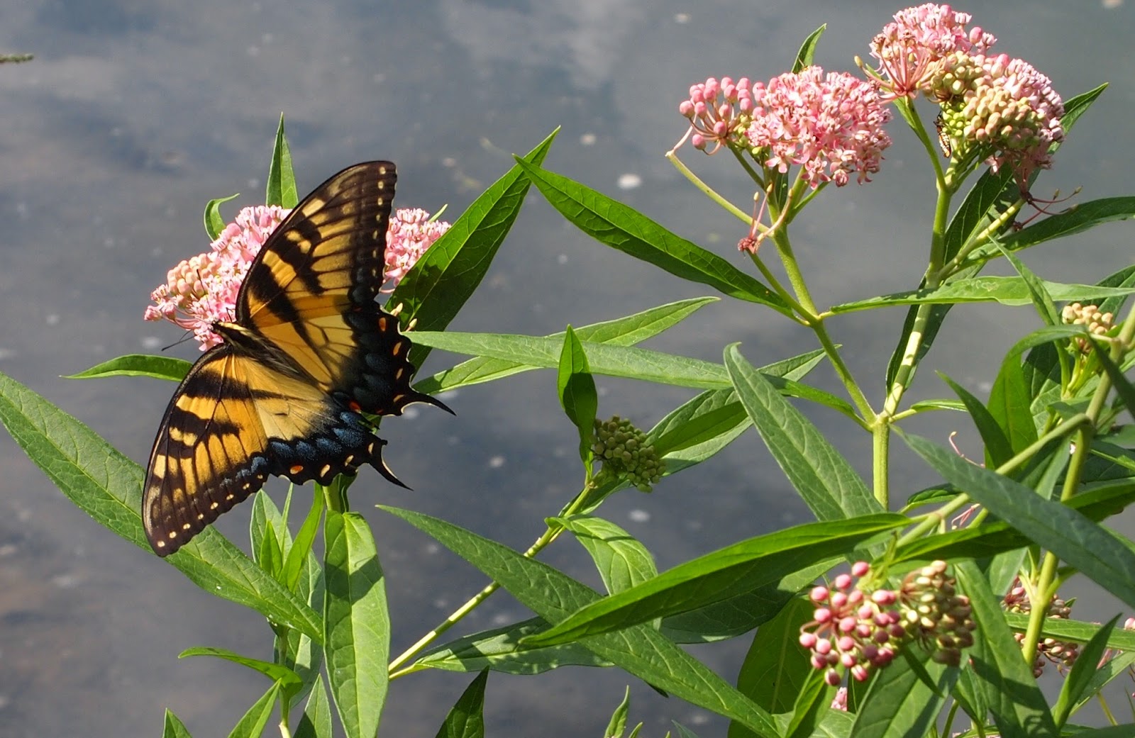 seasonedmom: flitting on