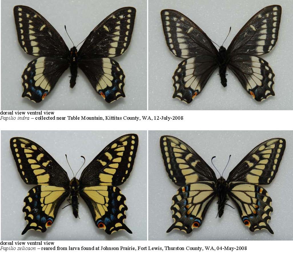 Northwest Butterflies: Species profile: Indra swallowtail