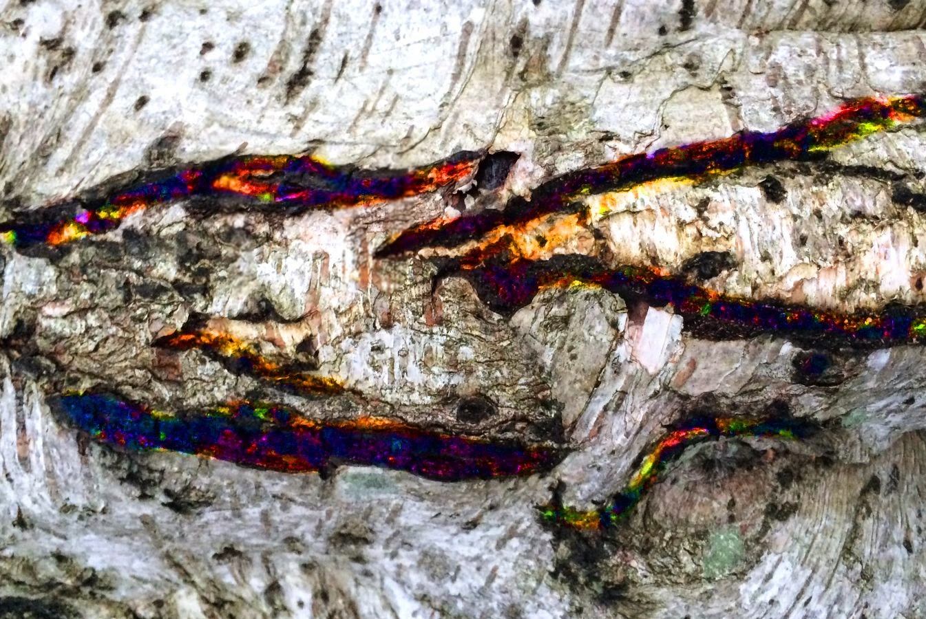 Photography Club: Bark